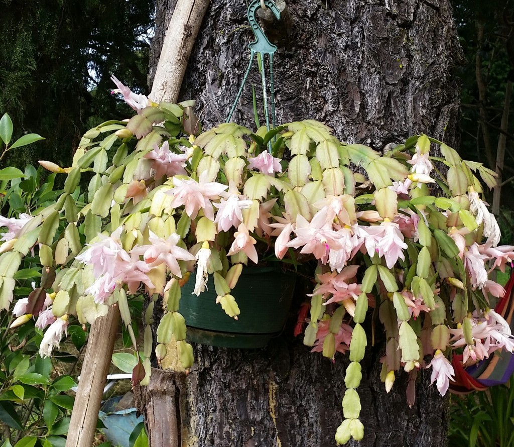 How to plant a hanging garden | Nature Health